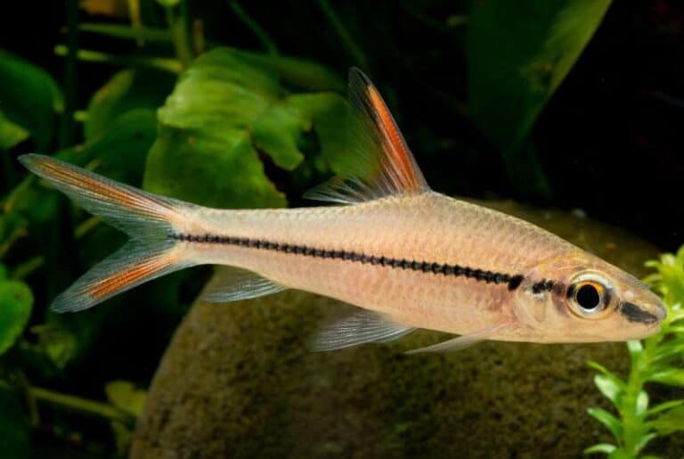 18 Freshwater Aquarium Shark Fish Types