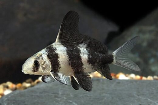 18 Freshwater Aquarium Shark Fish Types