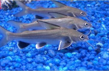 18 Freshwater Aquarium Shark Fish Types