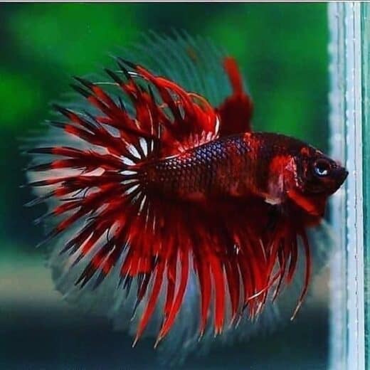How to Breed Betta Fish? (With Crossbreeding Chart)