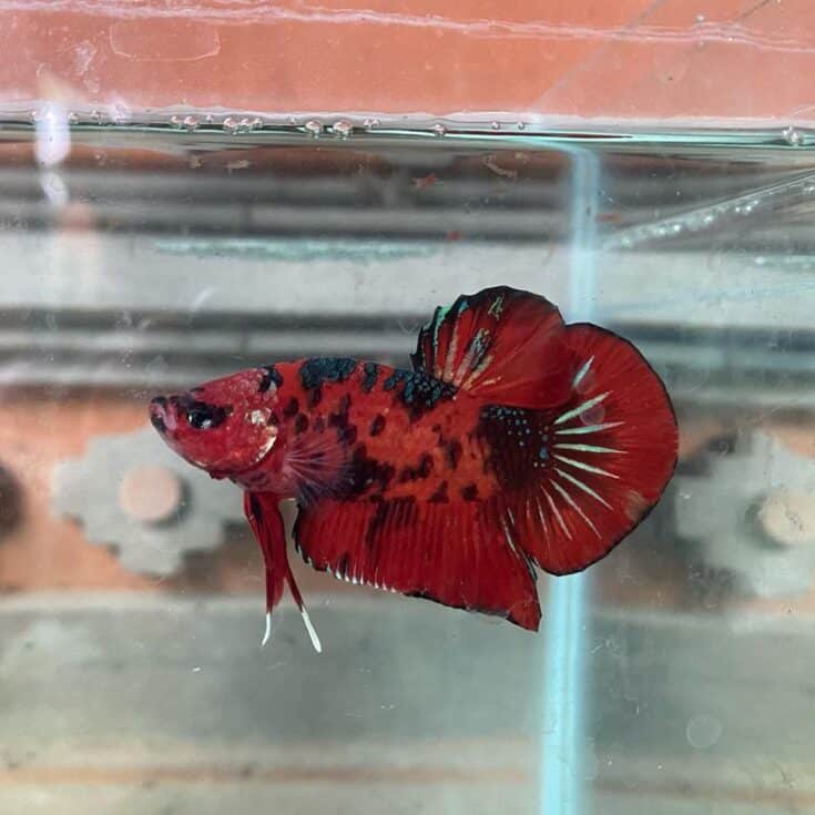 Types of Betta Fish: Tails & Colors for Your Home Tank