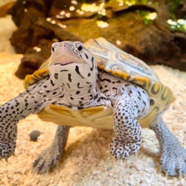 Diamondback Terrapin (malaclemys Terrapin) - The Aquarium Life