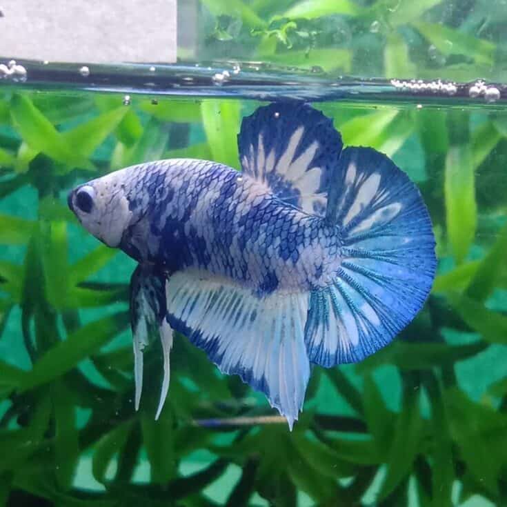 Types of Betta Fish: Tails & Colors for Your Home Tank