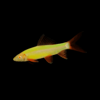 18 Freshwater Aquarium Shark Fish Types