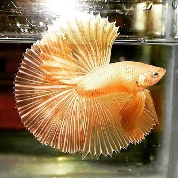 Types of Betta Fish: Tails & Colors for Your Home Tank