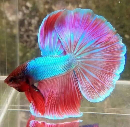 Types of Betta Fish: Tails & Colors for Your Home Tank