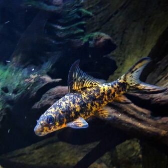 18 Freshwater Aquarium Shark Fish Types