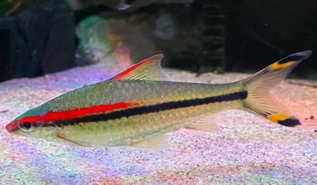 Roseline Sharks: Care, Diet & Tank Mates