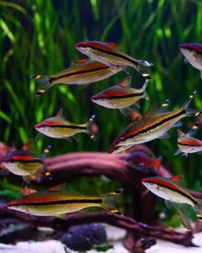 Roseline Sharks: Care, Diet & Tank Mates