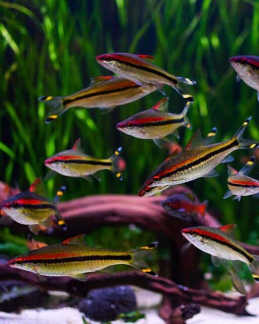 Roseline Sharks: Care, Diet & Tank Mates