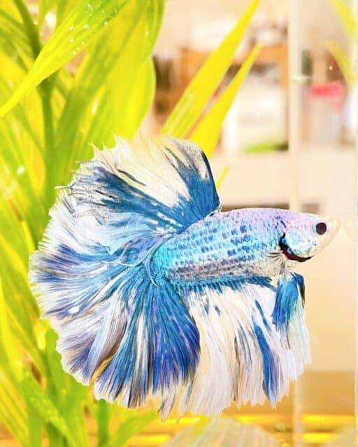Types of Betta Fish: Tails & Colors for Your Home Tank