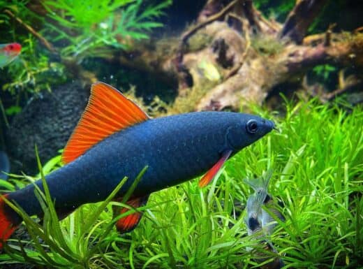 18 Freshwater Aquarium Shark Fish Types