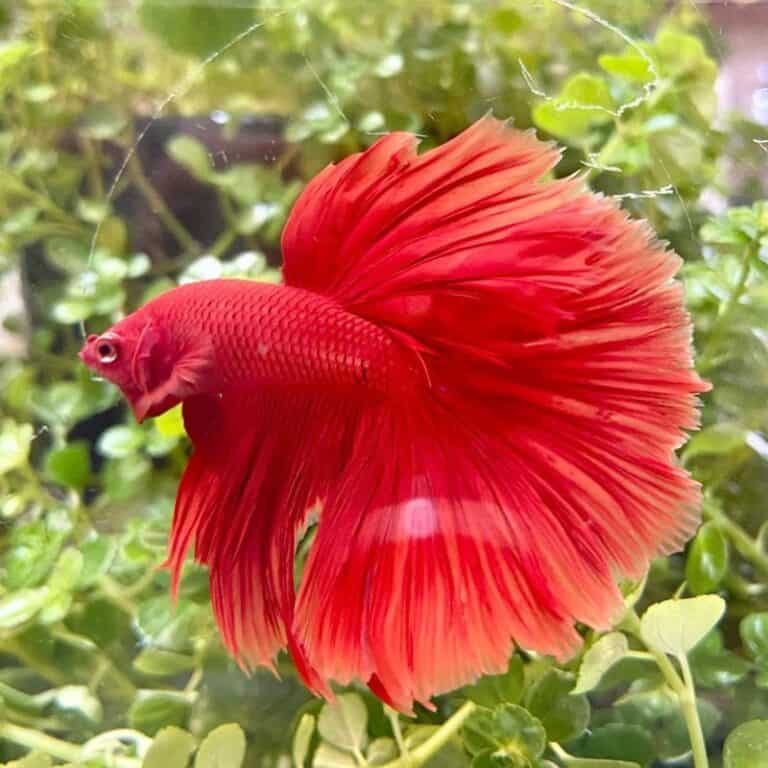 Types of Betta Fish: Tails & Colors for Your Home Tank