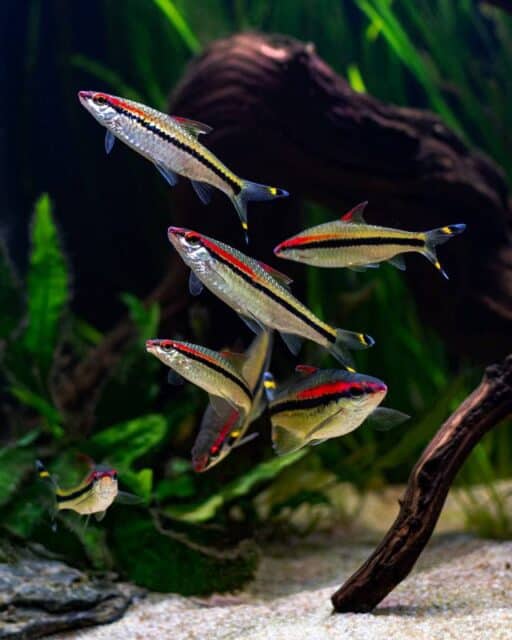 18 Freshwater Aquarium Shark Fish Types