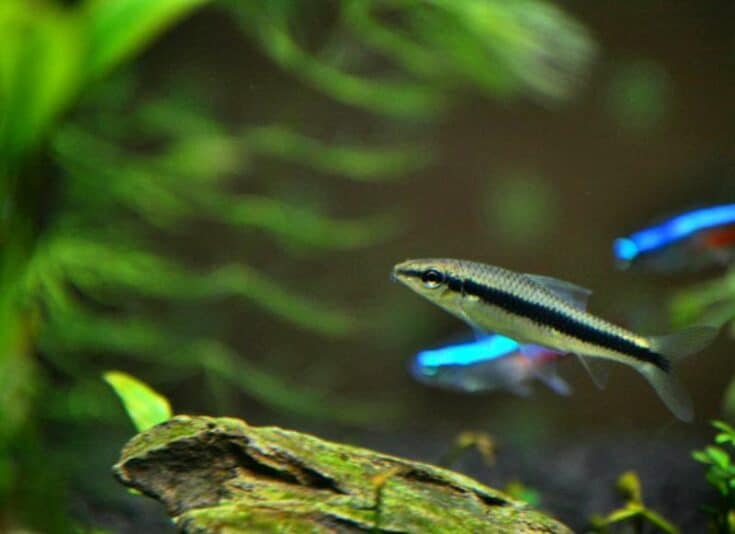 18 Freshwater Aquarium Shark Fish Types