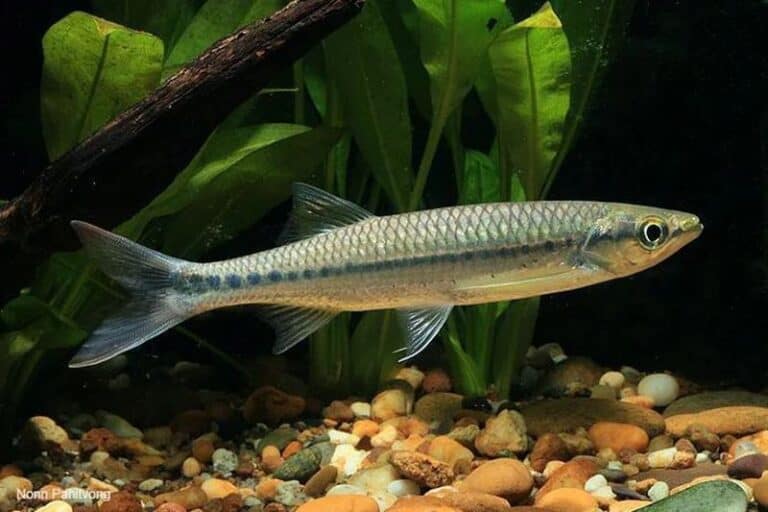 18 Freshwater Aquarium Shark Fish Types