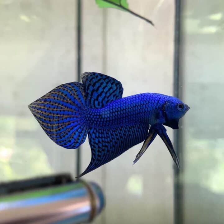 Types of Betta Fish: Tails & Colors for Your Home Tank