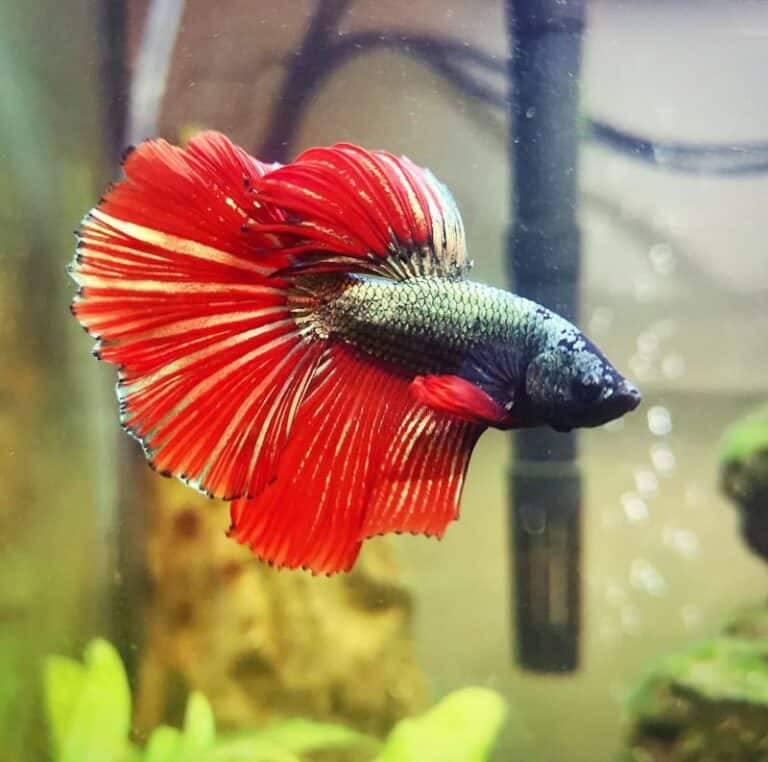 Types of Betta Fish: Tails & Colors for Your Home Tank