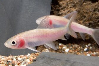 18 Freshwater Aquarium Shark Fish Types