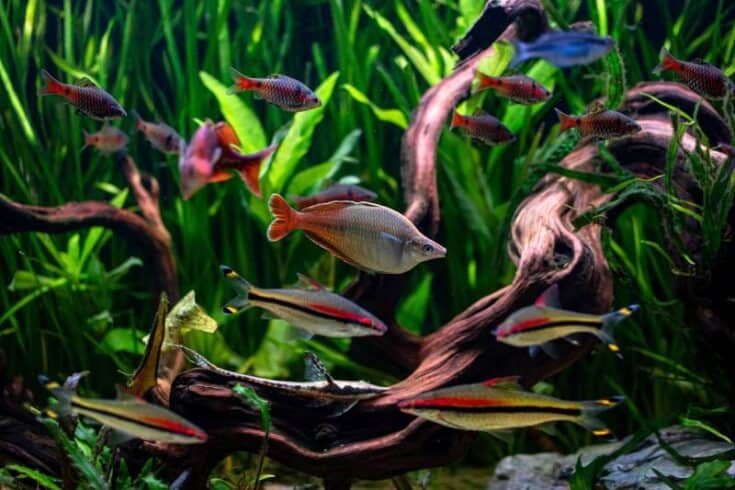 Roseline Sharks: Care, Diet & Tank Mates