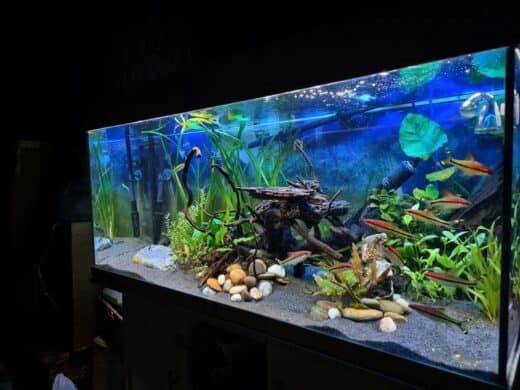 Roseline Sharks: Care, Diet & Tank Mates