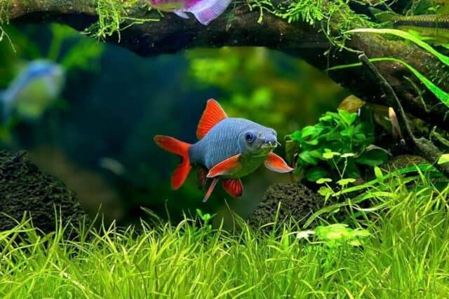 18 Freshwater Aquarium Shark Fish Types