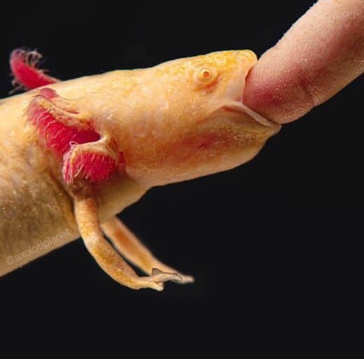 Baby Axolotl Care: Tank Set-Up, Feed & Health Issues