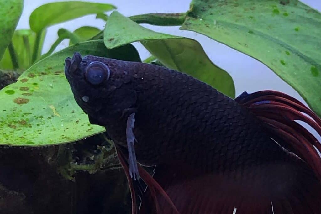 Popeye Fish Disease: Causes, Symptoms & Treatment