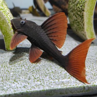 Fish at Bottom of Tank: Why & Solutions - The Aquarium Life