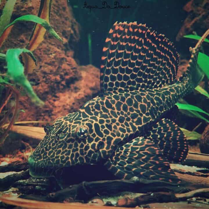 Fish at Bottom of Tank: Why & Solutions - The Aquarium Life