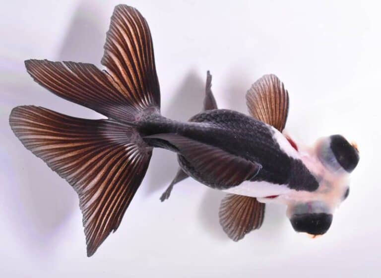 15 Best Smallest Goldfish Breeds - The Aquarium Life