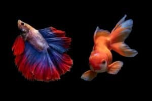 Can Betta Fish Live with Goldfish? Behaviors, Diets & More
