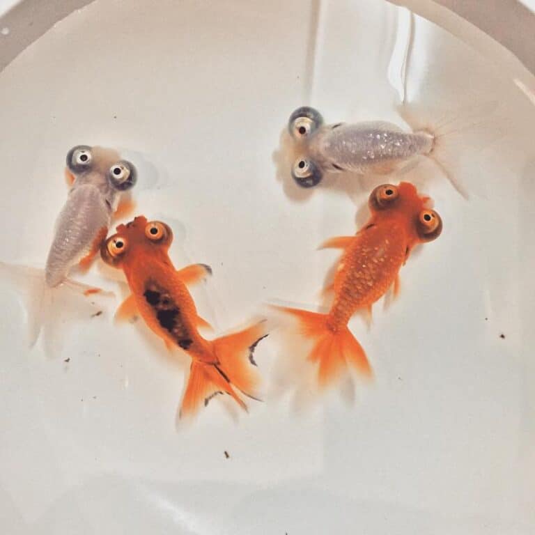 15 Best Smallest Goldfish Breeds - The Aquarium Life