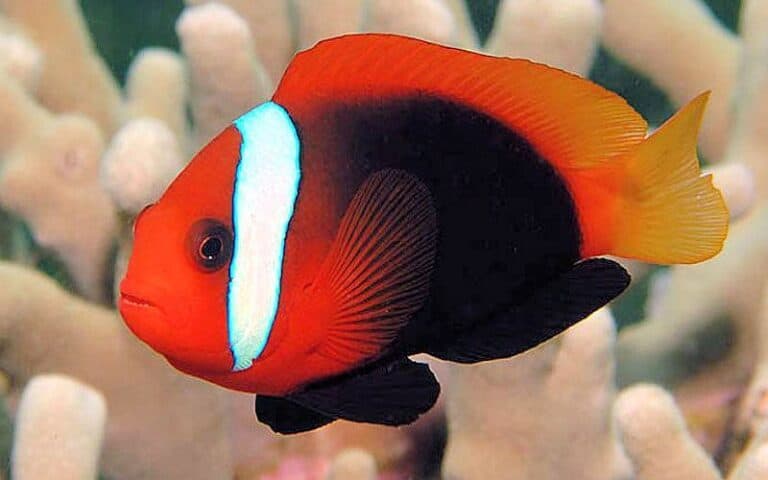 15 Most Popular Types of Clownfish (Pictures & Fun Facts)