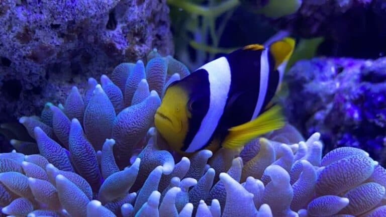 15 Most Popular Types of Clownfish (Pictures & Fun Facts)