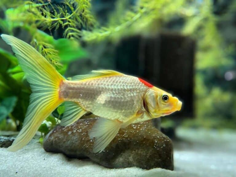 Comet Goldfish: Care, Size, Lifespan, Tankmates
