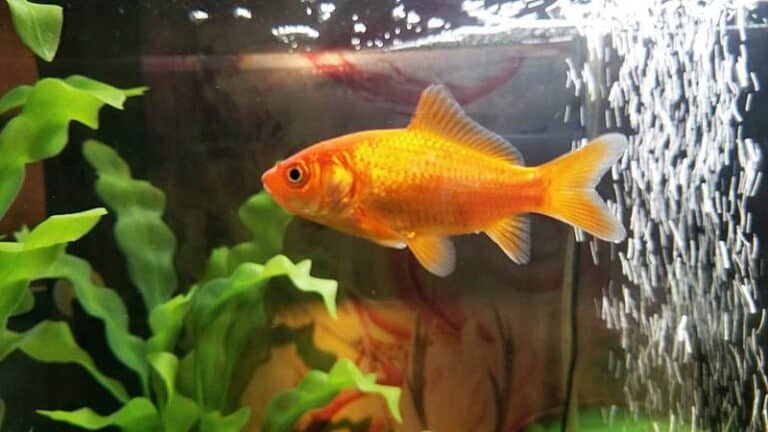 Top 25 Types of Goldfish: Popular, Fancy, & Rare