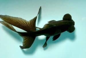 Top 25 Types of Goldfish: Popular, Fancy, & Rare