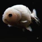 15 Best Smallest Goldfish Breeds - The Aquarium Life