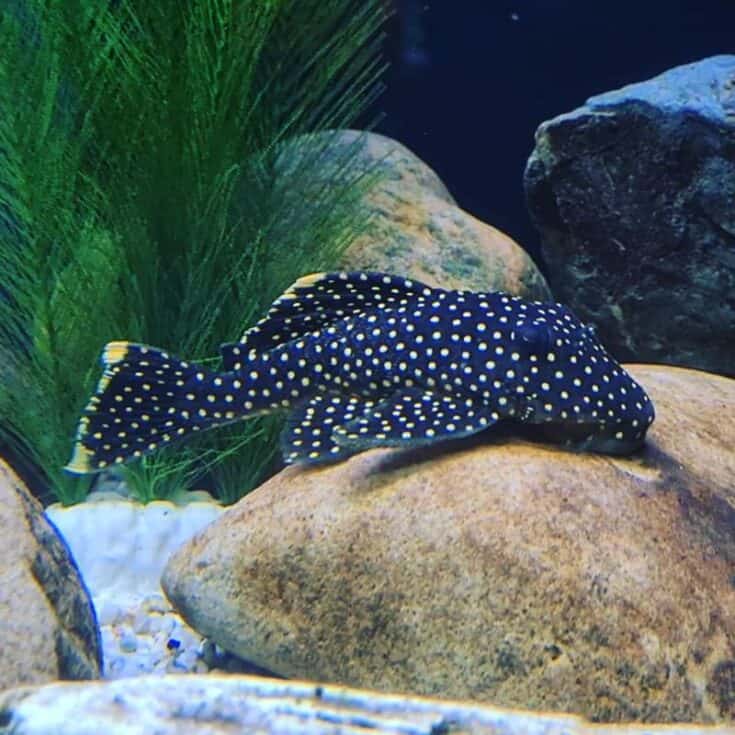 Fish at Bottom of Tank: Why & Solutions - The Aquarium Life