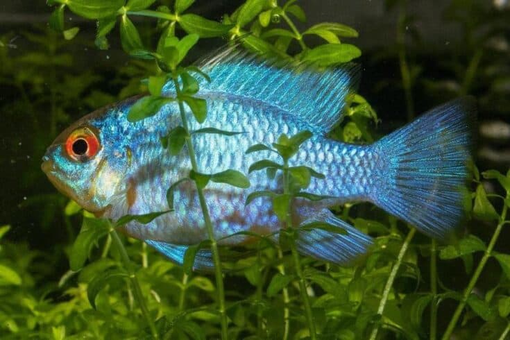 Electric Blue Ram: Care, Diet & Tank Mates