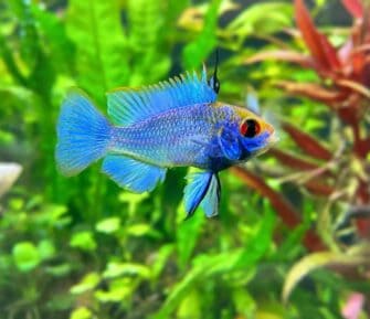 Electric Blue Ram: Care, Diet & Tank Mates