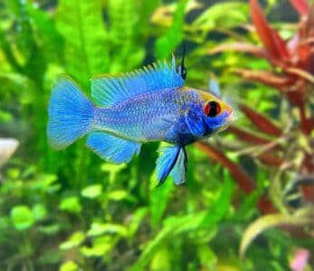 Electric Blue Ram: Care, Diet & Tank Mates