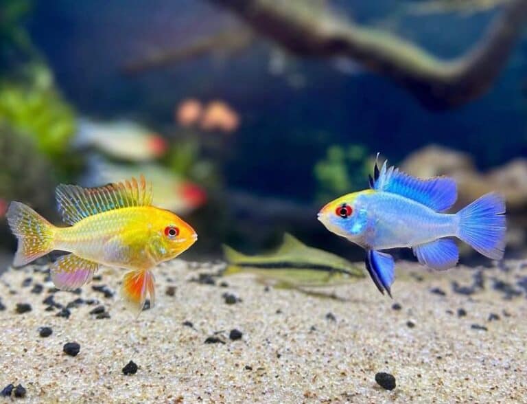 Electric Blue Ram: Care, Diet & Tank Mates