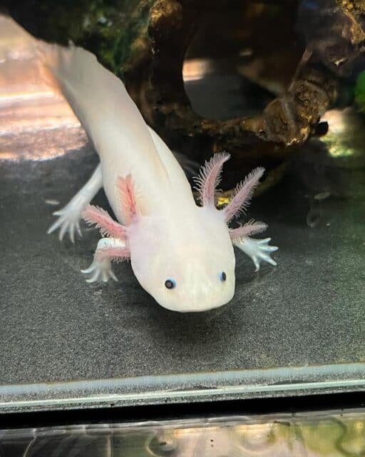 GFP Axolotl Guide: Why Glowing, Care & Diet - The Aquarium Life