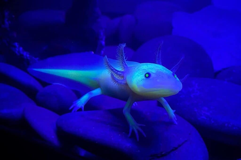 GFP Axolotl Guide: Why Glowing, Care & Diet - The Aquarium Life