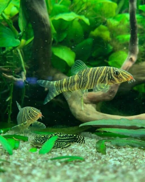 Fish at Bottom of Tank: Why & Solutions - The Aquarium Life