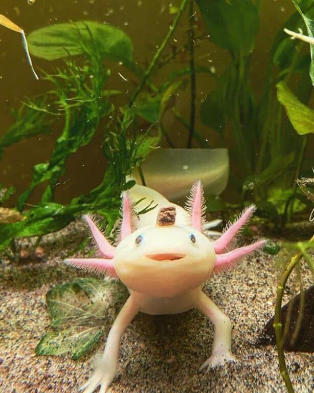 Baby Axolotl Care: Tank Set-Up, Feed & Health Issues
