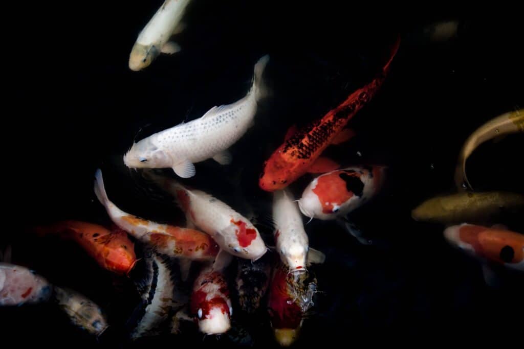 How Big Do Koi Fish Get & How Fast Do They Grow?