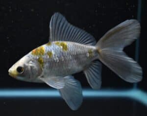 15 Best Smallest Goldfish Breeds - The Aquarium Life